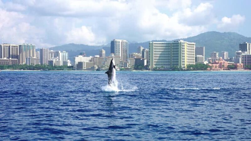 Waikiki: Turtle Canyon Snorkeling Boat Tour (Only 16 people) - The Perfect Introduction to Waikiki’s Marine Life