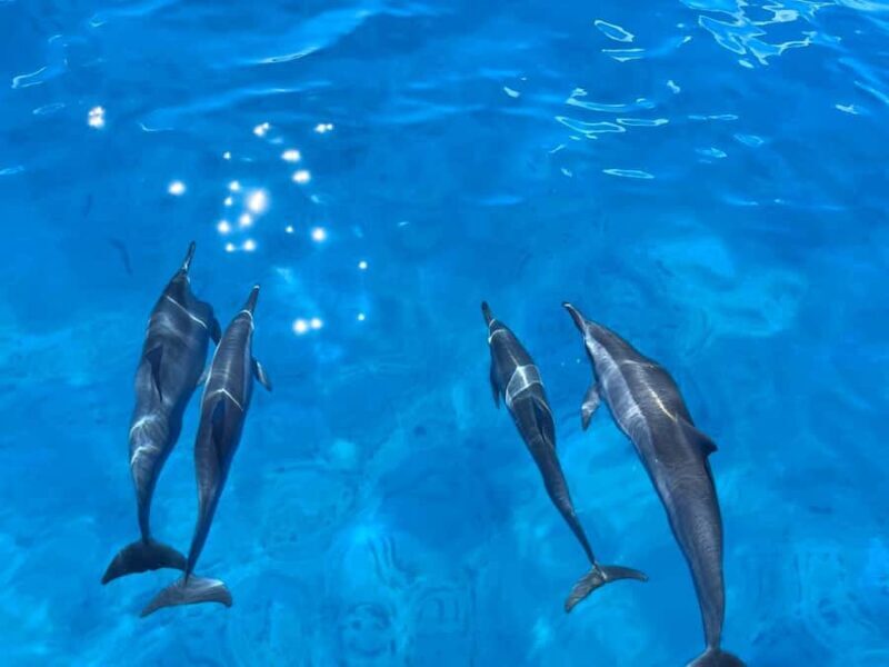 Waikiki: Turtle Canyon Snorkeling Boat Tour (Only 16 people) - Who Will Love This Experience?