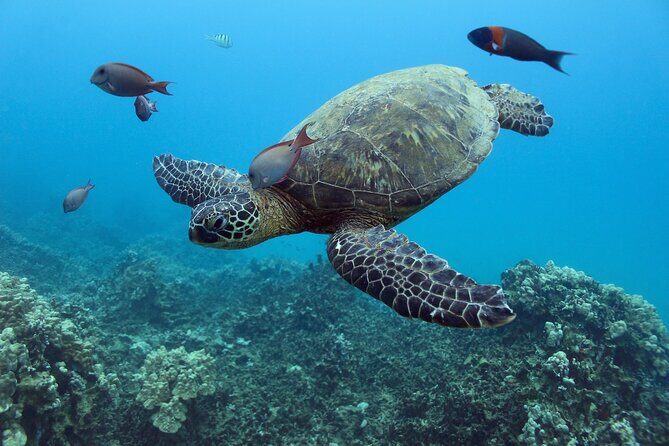 Waikiki Turtle Canyon Snorkeling with Hula Show - The Real Value: Price, Duration, and Experience
