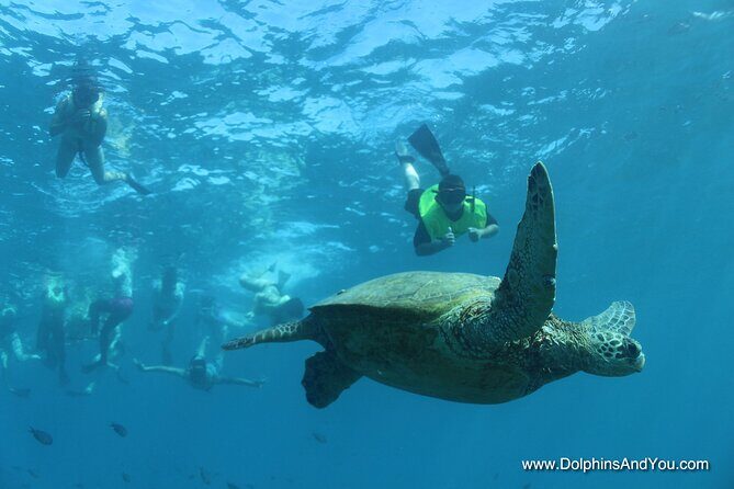 Waikiki Turtle Canyon Snorkeling with Hula Show - Who Should Consider This Tour?