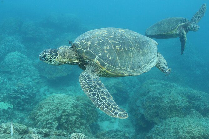 Waikiki Turtle Canyon Snorkeling with Hula Show - The Sum Up