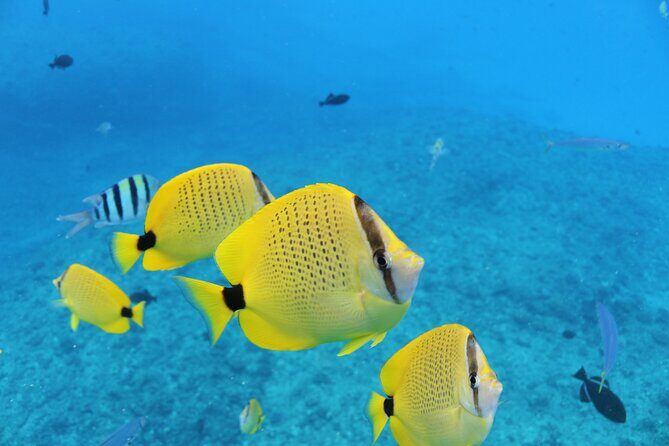 Waikiki Turtle Canyon Snorkeling with Hula Show - Frequently Asked Questions