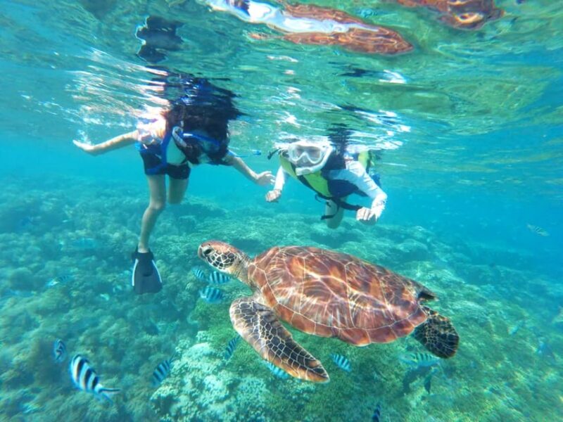 Waikiki: Turtle Snorkeling Cruise with 20ft Jumping Platform - An In-Depth Look at the Experience