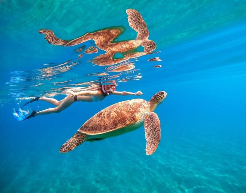 Waikiki: Turtle Snorkeling Cruise with 20ft Jumping Platform - The Sum Up