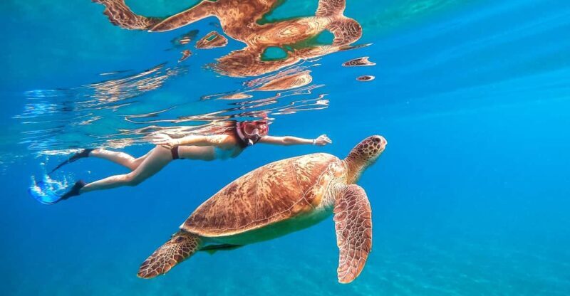 Waikiki: Turtle Snorkeling Cruise with 20ft Jumping Platform - Frequently Asked Questions