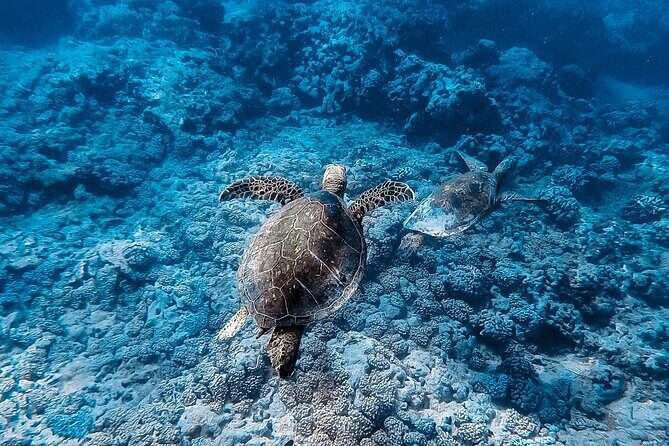 Waikiki Turtle Snorkeling Tour - Group Size and Booking