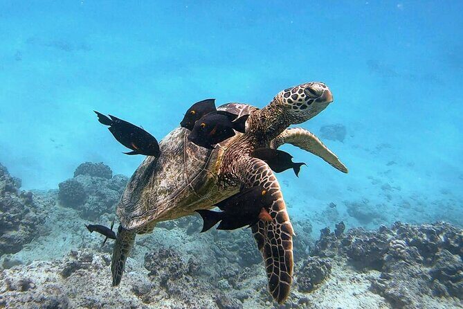 Waikiki Turtle Snorkeling Tour - Final Thoughts: Who Should Consider This Tour?