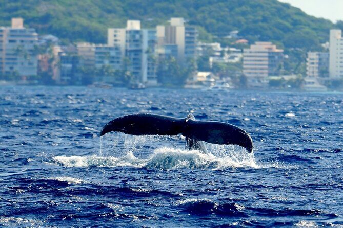 Waikiki Whale Watch & Cultural Stories: Sightings Guaranteed - Key Points