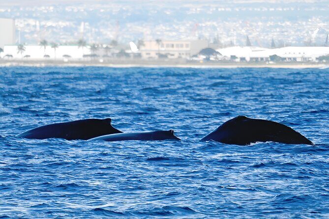 Waikiki Whale Watch & Cultural Stories: Sightings Guaranteed - Introduction: Setting Sail on a Whale-Watching Adventure