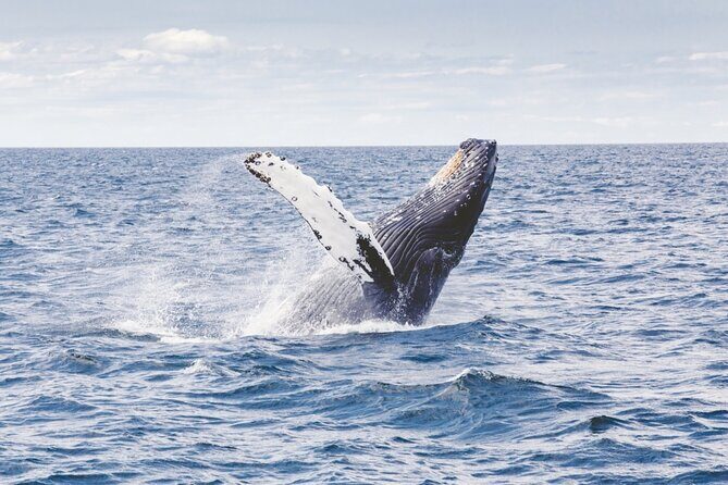 Waikiki Whale Watch & Cultural Stories: Sightings Guaranteed - FAQ: Common Questions Answered