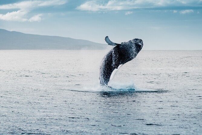 Waikiki Whale Watching Cruise - What to Expect from This Tour
