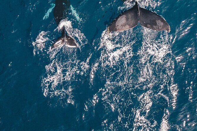 Waikiki Whale Watching Cruise - How the Guides Contribute to Your Experience