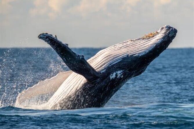 Waikiki Whale Watching - Introduction