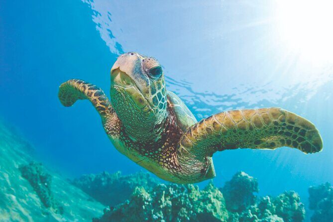 Waikoloa Turtle Catamaran Snorkel Sail - Experiencing the Waikoloa Turtle Catamaran Snorkel Sail