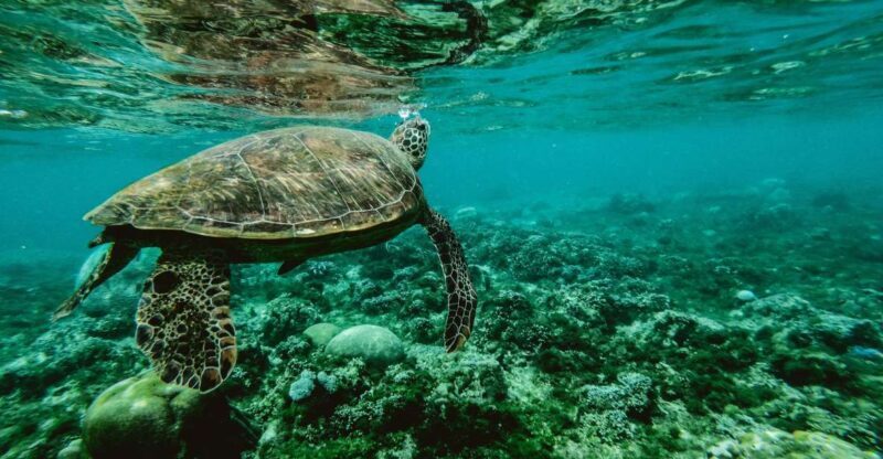 Wailea: Turtle Town Snorkeling Trip with Photo and Video - Why This Snorkel Tour Stands Out