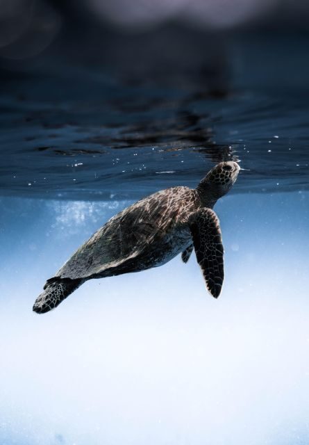 Wailea: Turtle Town Snorkeling Trip with Photo and Video - The Value of Photos and Videos