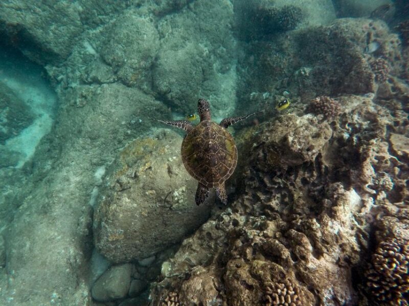 Wailea: Turtle Town Snorkeling Trip with Photo and Video - Authentic Experiences and Repeat Praise