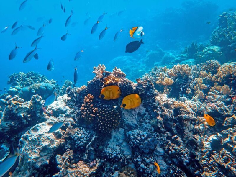 Wailea: Turtle Town Snorkeling Trip with Photo and Video - Who Will Love This Experience?