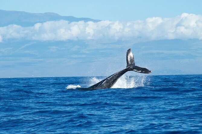 Wailea Wildlife Tour with Snorkeling - Authentic Experiences in Every Wave and View