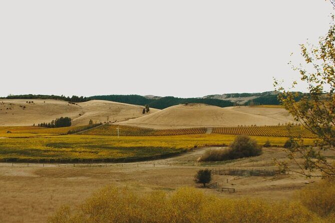Waipara Valley Winery Tour Wine Tastings and Scenic Views - Authentic Experiences and Past Feedback