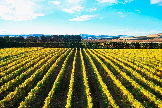 Waipara Wine Tour from Christchurch - including Lunch & Tastings - The Sum Up