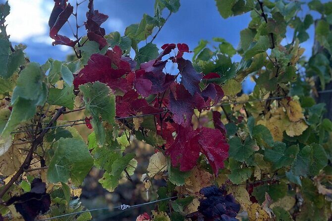 Waipara Wine Trail Private Group Tour From Christchurch - Final Thoughts