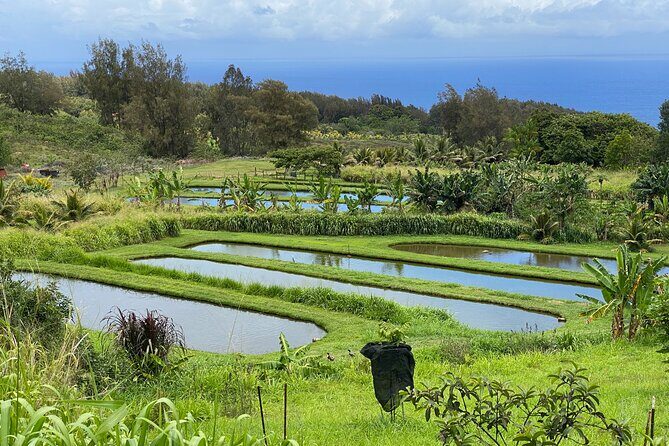 Waipio on Horseback: Mountain Ocean Views Working Cattle Ranch - The Views and Photo Ops