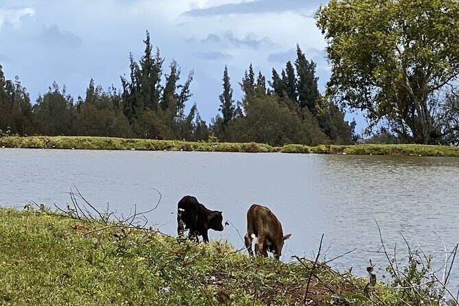 Waipio on Horseback: Mountain Ocean Views Working Cattle Ranch - Practical Details and Tips