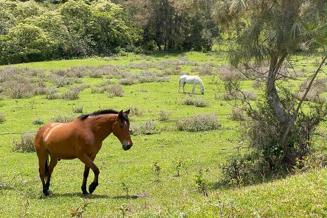 Waipio on Horseback: Mountain Ocean Views Working Cattle Ranch - FAQ