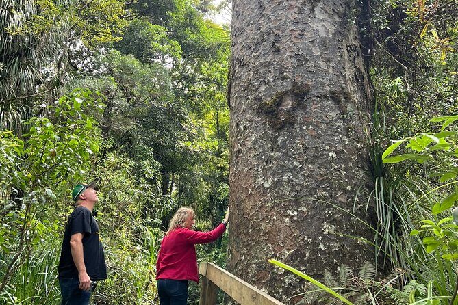 WAIPOUA FOREST Tane Mahuta & KAURI MUSEUM Day Tour from Auckland - Exploring the Ancient Giants of Waipoua Forest
