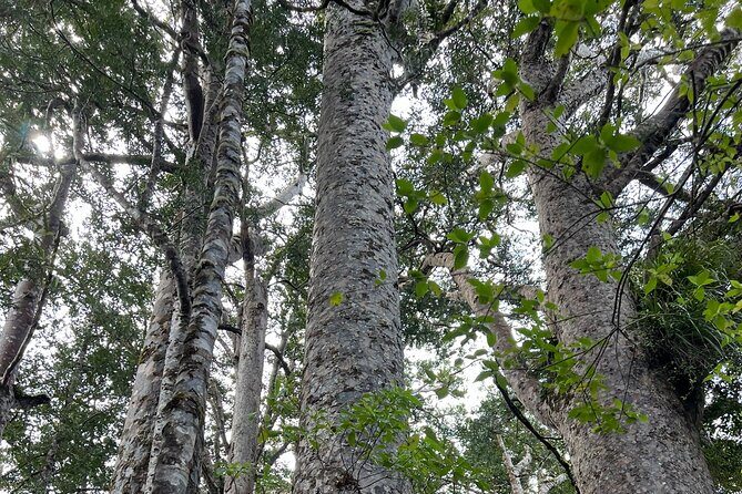WAIPOUA FOREST Tane Mahuta & KAURI MUSEUM Day Tour from Auckland - The Sum Up: Is This Tour Worth It?