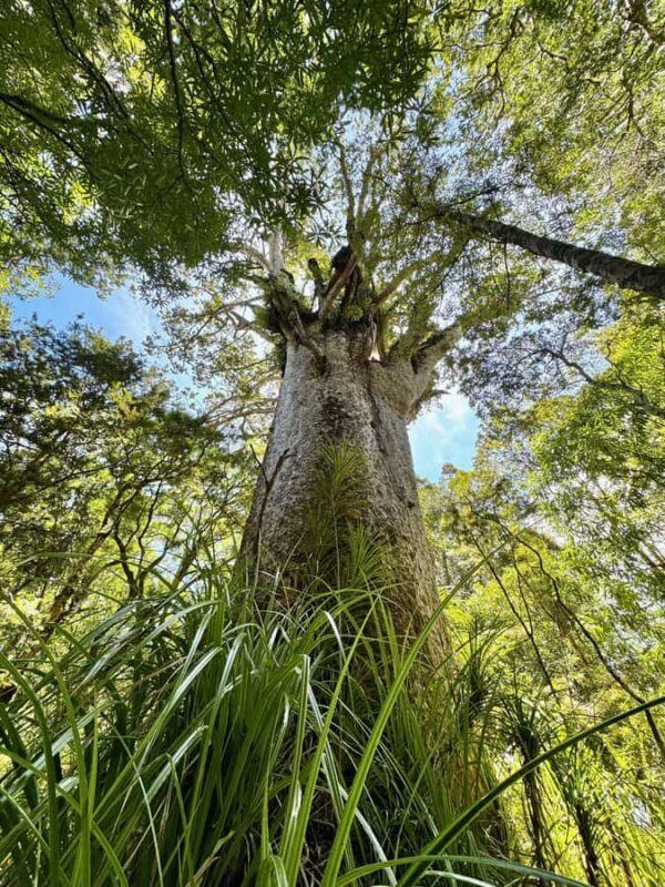 Waipoua Forest: Tane Mahuta & Kauri Museum from Auckland - Key Points