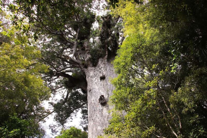 Waipoua Forest: Tane Mahuta & Kauri Museum from Auckland - The Journey Through Waipoua Forest