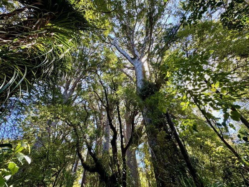 Waipoua Forest: Tane Mahuta & Kauri Museum from Auckland - Who Will Love This Tour?
