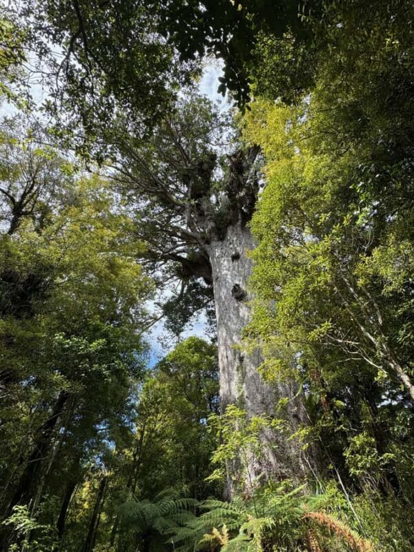 Waipoua Forest: Tane Mahuta & Kauri Museum from Auckland - Final Thoughts