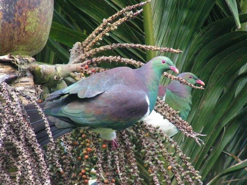Waitakere Ranges Wilderness Experience Tour from Auckland - Transportation and Group Size