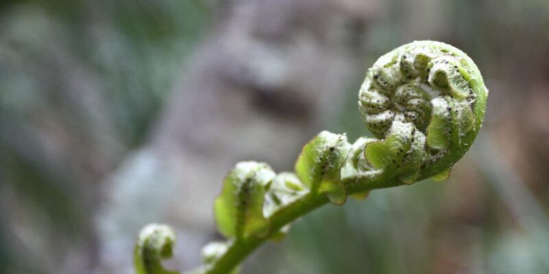 Waitakere Ranges Wilderness Experience Tour from Auckland - Waitakere Ranges Lookouts