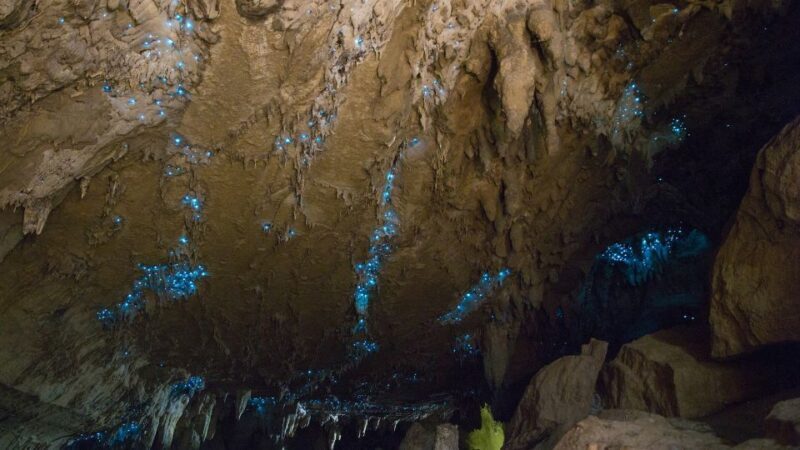 Waitangi: Kawiti Glow Worm Cave & Opua Kauri Forest Walk - Navigating the Tour: What to Expect Step-by-Step