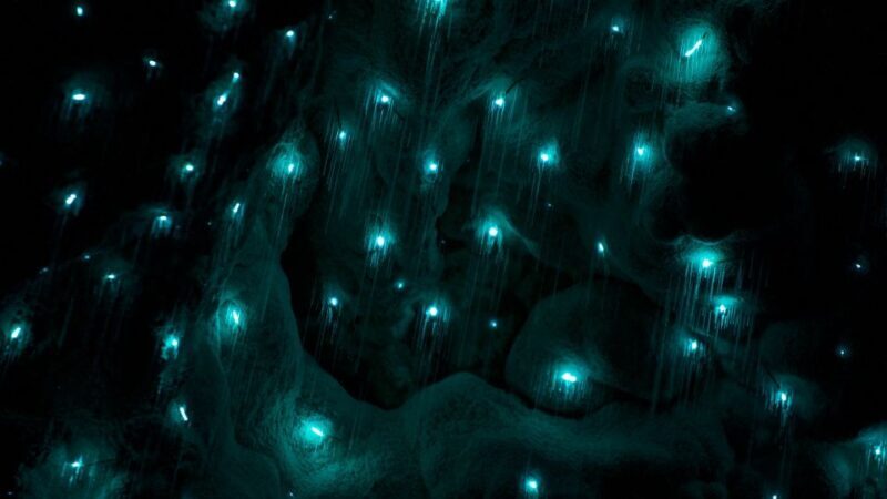 Waitangi: Kawiti Glow Worm Cave & Opua Kauri Forest Walk - Authenticity and Value: Why This Tour Resonates