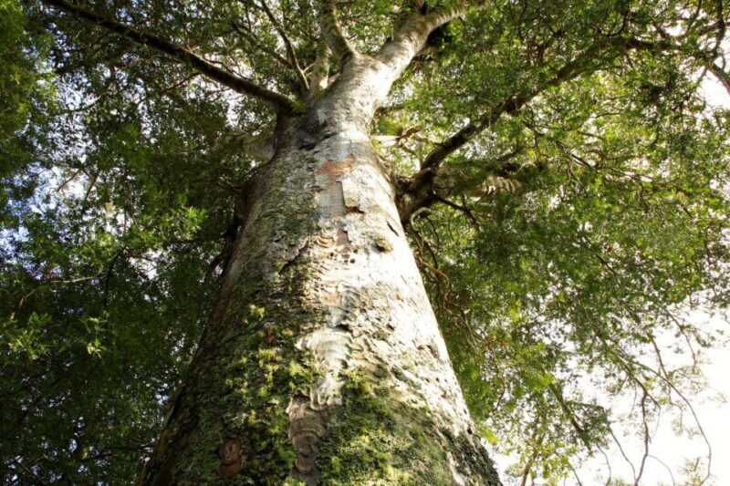 Waitangi: Kawiti Glow Worm Cave & Opua Kauri Forest Walk - Who Will Love This Tour?