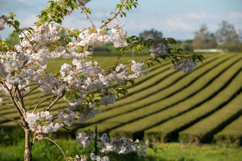 Waitomo Caves, Zealong Tea & Kiwi House Private Tour - Experience the Charm of North Island with this Exclusive Tour