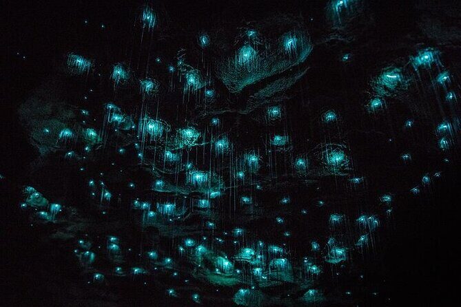 Waitomo Glow Worm Caves - The Experience in Depth