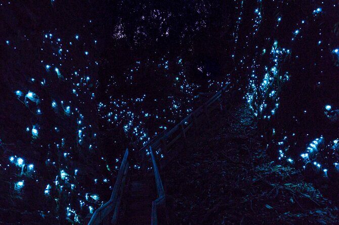 Waitomo GlowWorm cave & Sanctuary Mountain Ancient Walk Tour - A Complete Dive into the Tour Experience