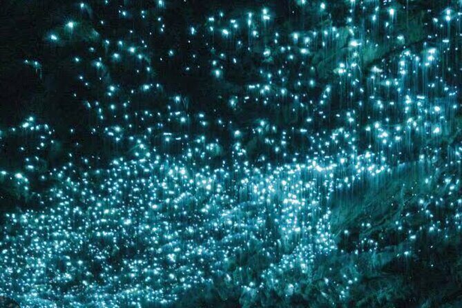 Waitomo Glowworm Caves and Ruakuri Cave - A Well-Organized Day Trip: What to Expect