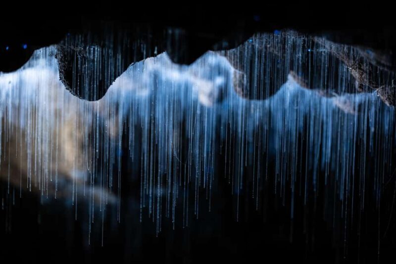 WAITOMO GLOWWORM & RUAKURI CAVES-PRIVATE TOUR FROM AUCKLAND - Introduction: A Personalized Journey into New Zealand’s Underworld