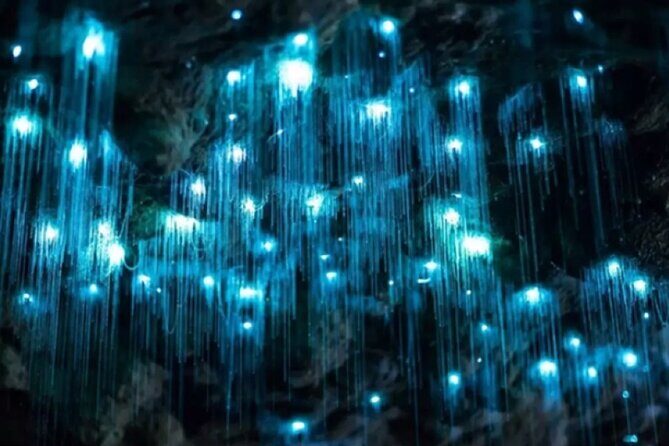 Waitomo Spellbound Glowworm Caves Small Group Tour from Auckland - The Departure and Transportation