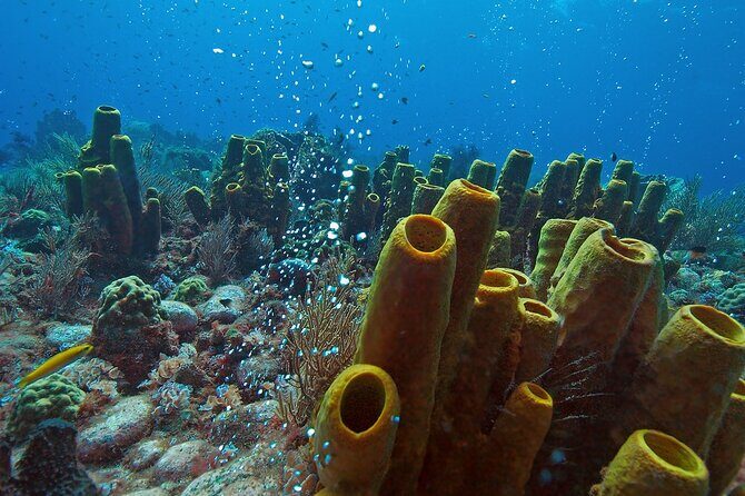 Waitukubuli Volcano Snorkeling - Practical Considerations and Tips