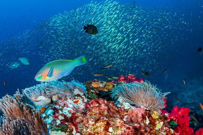 Waitukubuli Volcano Snorkeling - Authentic Experiences from Travelers