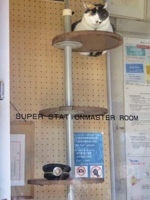 Wakayama: Cat Stationmasters and Local Myths, Train Tour - Visiting the Three Main Shrines of Wakayama