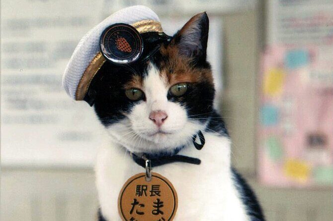 Wakayama Cute Cat and Outlet Shopping Day Tour - Who Should Consider This Tour?